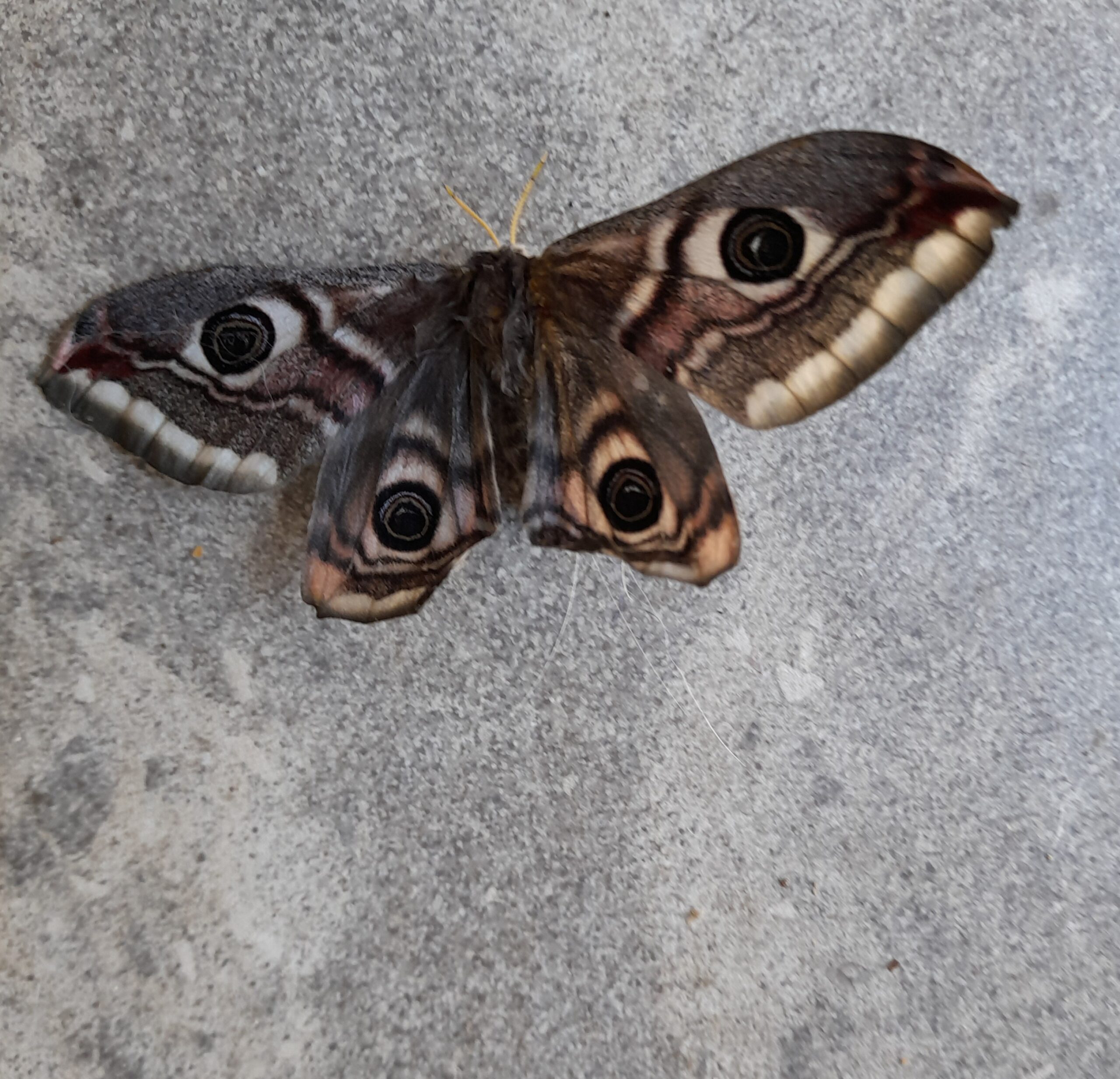 Κατίνα Βλάχου: Saturnia Pavoniella – Περιοδικό Περί Ου